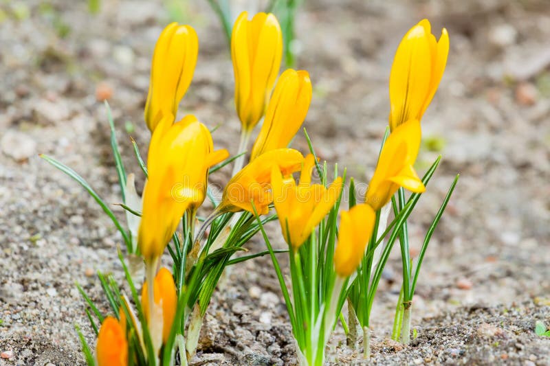 Golden Crocuses with Closed Flowers during Springtime Stock Photo ...