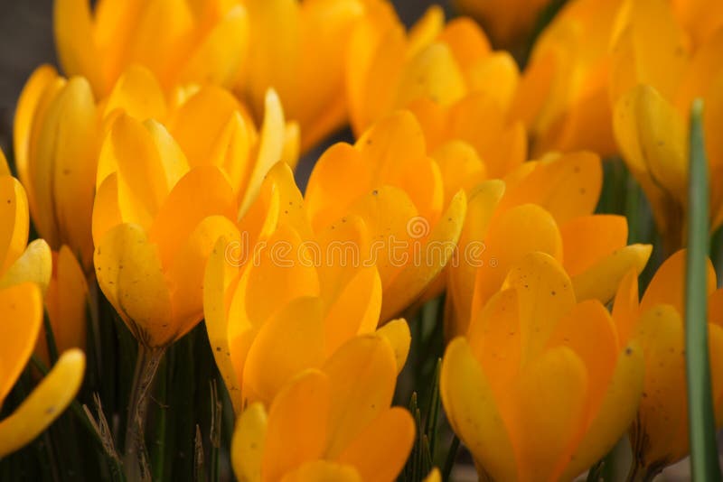 Golden Crocuses stock photo. Image of flowers, spring - 68794688