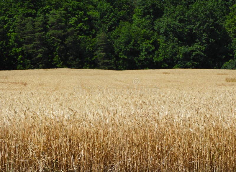 Golden Crop Field Grows in Front of Green Tree NYS Stock Image - Image ...