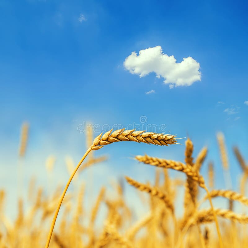Golden Crop in Field and Blue Sky with Clouds Stock Photo - Image of ...