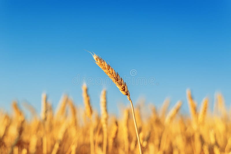 Golden Crop on Field and Blue Sky in Sunset Stock Photo - Image of ...