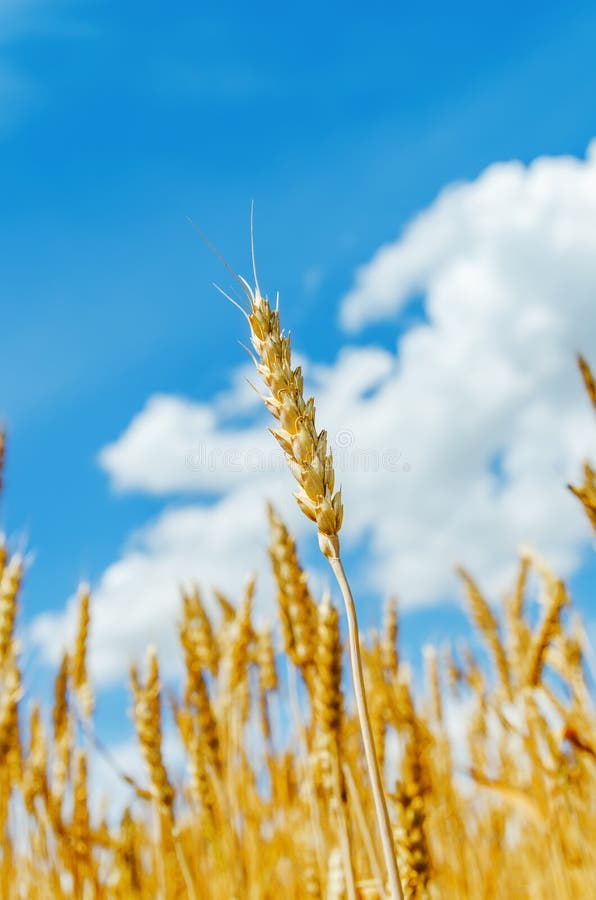 Golden Crop on Field and Clouds in Blue Sky Stock Image - Image of land ...