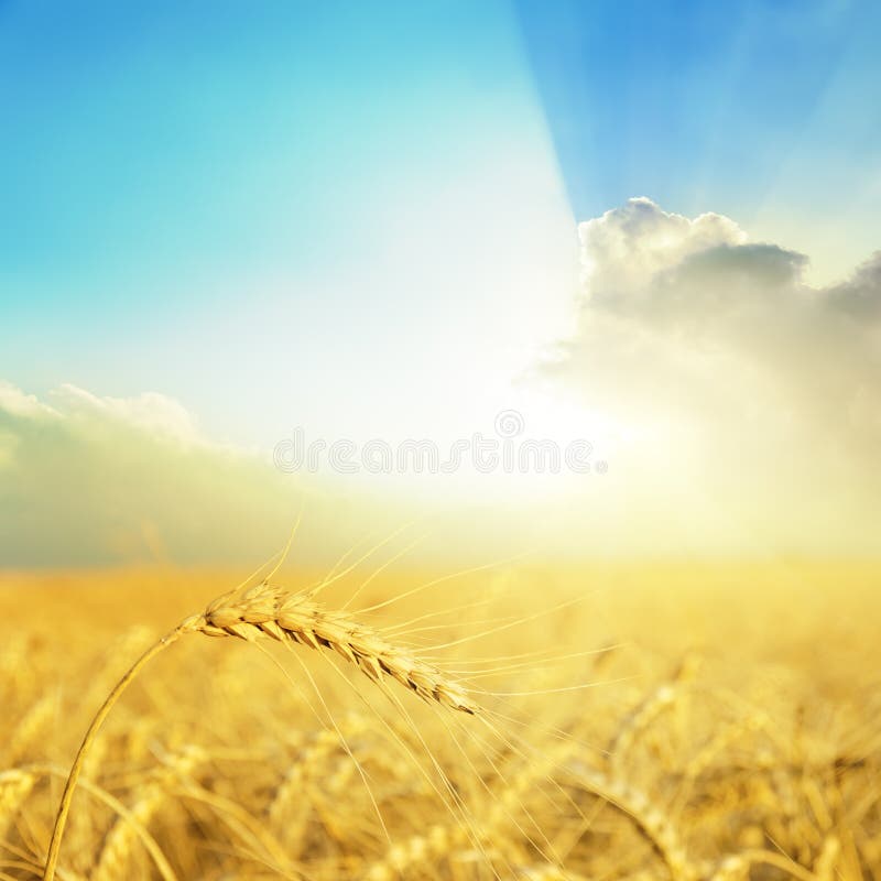 Good Sunset and Road in Green Field Stock Image - Image of outdoor ...