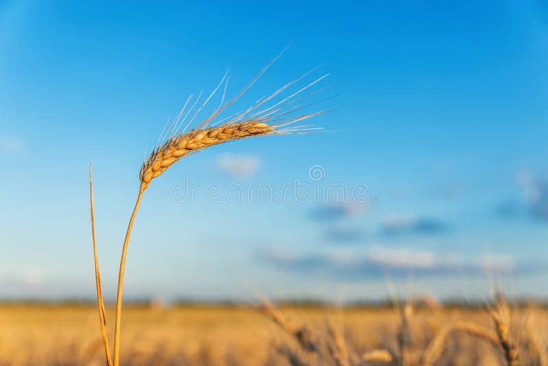 Golden Crop in the Field on Sunset Stock Image - Image of crop, farm ...
