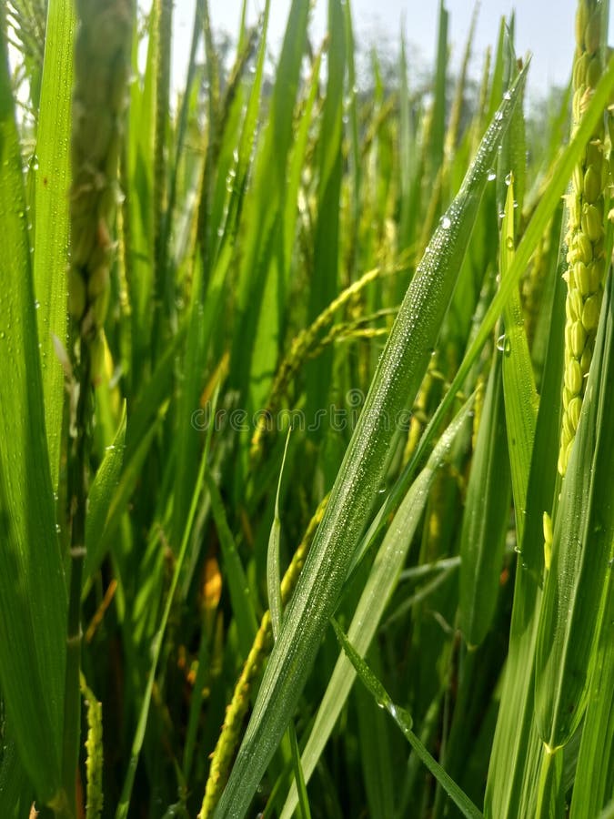 Golden Crop & X28;Rice& X29; Stock Illustration - Illustration of rice ...