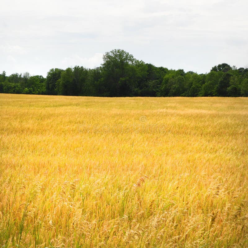 New York State Farm Corn Crop Field in Winter Stock Photo - Image of ...