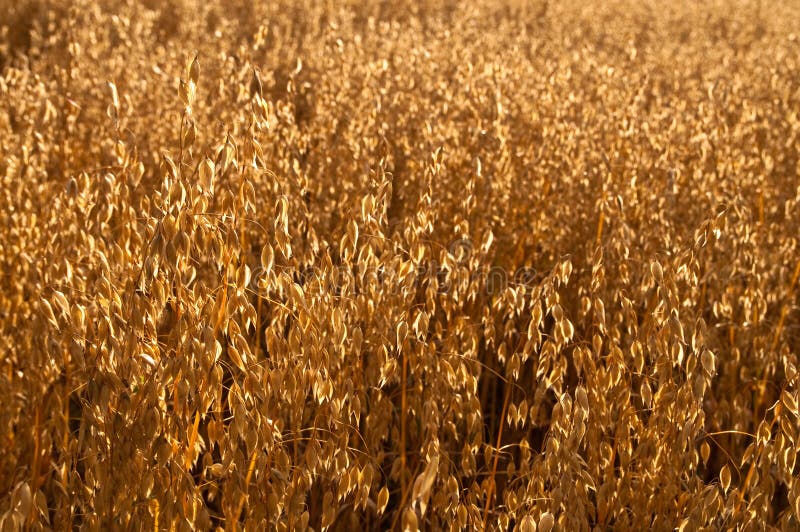 Golden Crops stock photo. Image of wheat, ripe, growing - 10451020