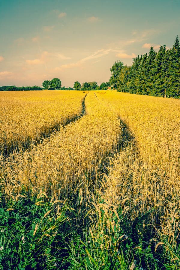 Golden crop field scenery stock image. Image of grunge - 55970391