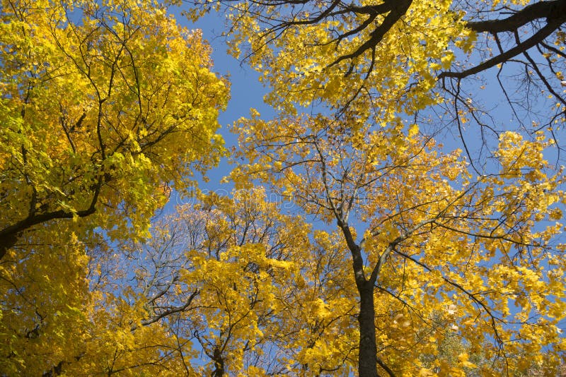Golden Crown of Trees with Clear Blue Sky Stock Photo - Image of ...