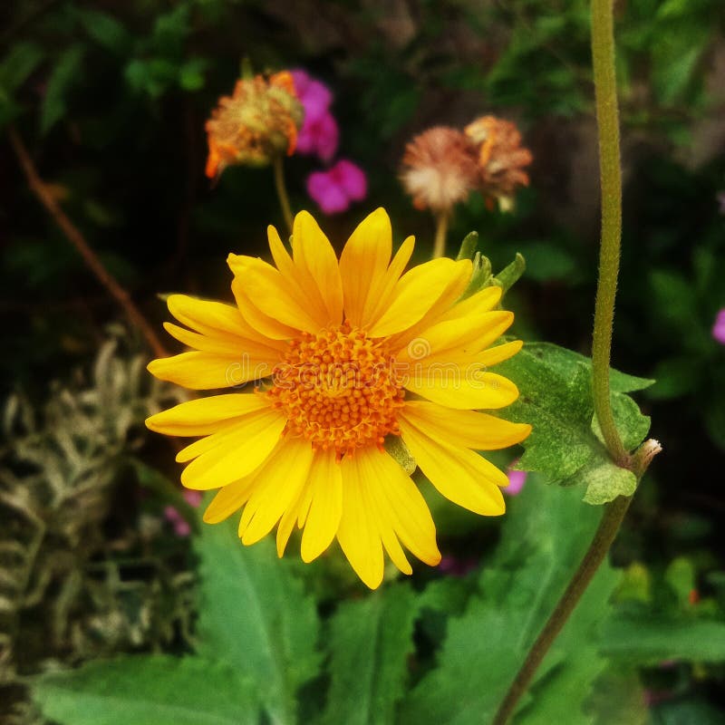 Golden Crownbeard stock image. Image of golden, blossom - 181719353