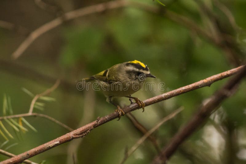 Golden-crowned Kinglet ( Regulus Satrapa ) on a Branch Stock Photo ...