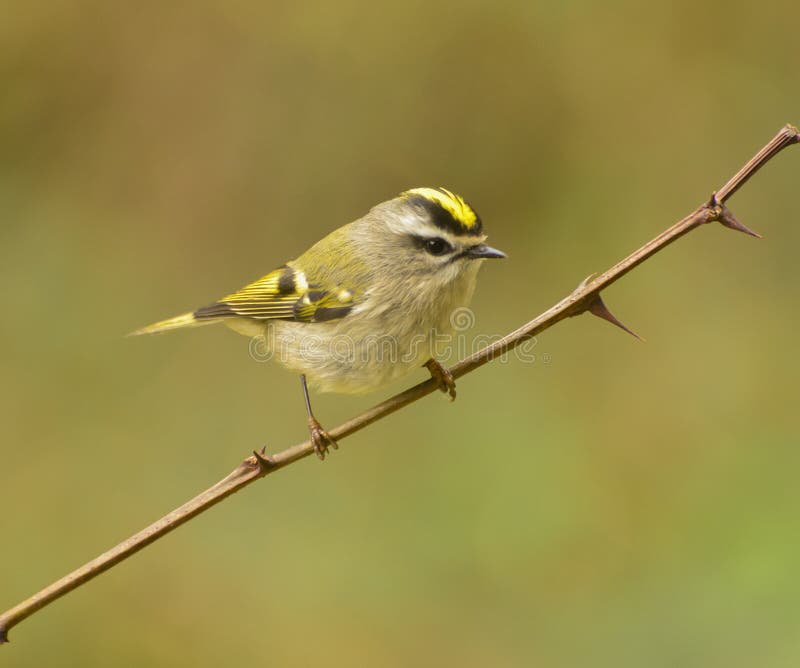 Golden-crowned Kinglet (Regulus Satrapa) Stock Image - Image of closeup ...