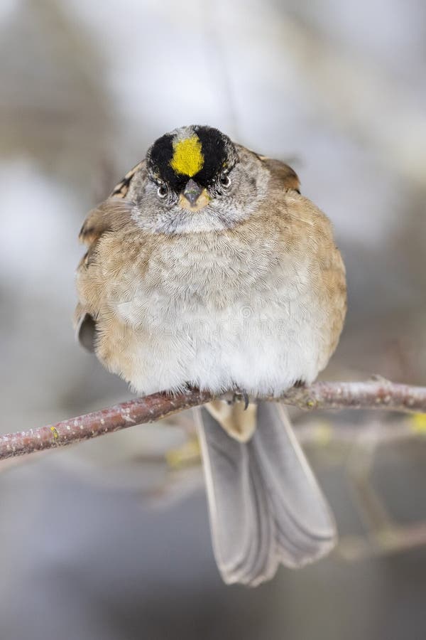 Golden crowned sparrow stock photo. Image of vancouver - 240223328