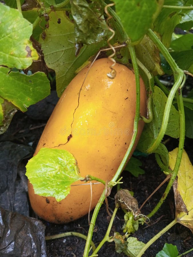 Golden cucumber stock image. Image of cucumberlarge - 298012749