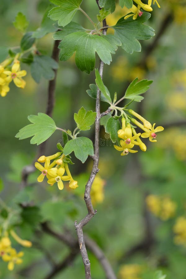 Golden currant stock photo. Image of botany, shrub, leaf - 207576596