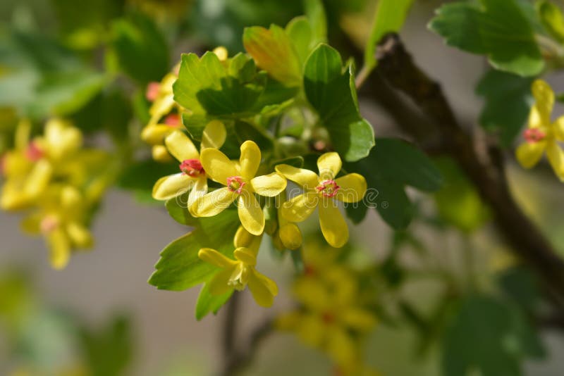 Golden currant stock image. Image of spring, green, buffalo - 143580991