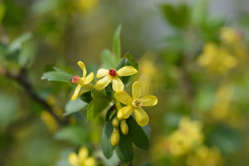 Golden currant stock image. Image of pruterberry, green - 145758857