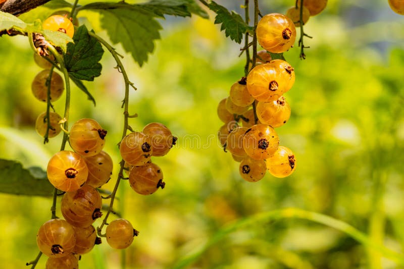 Golden Currants Glisten in the Summer Sun Stock Photo - Image of green ...