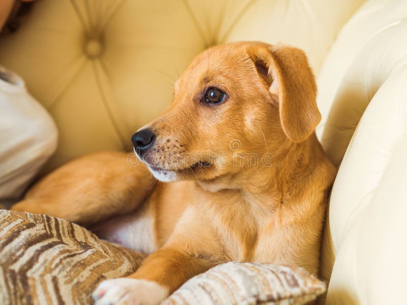 Dog Chewing Couch Stock Photos - Free & Royalty-Free Stock Photos from ...
