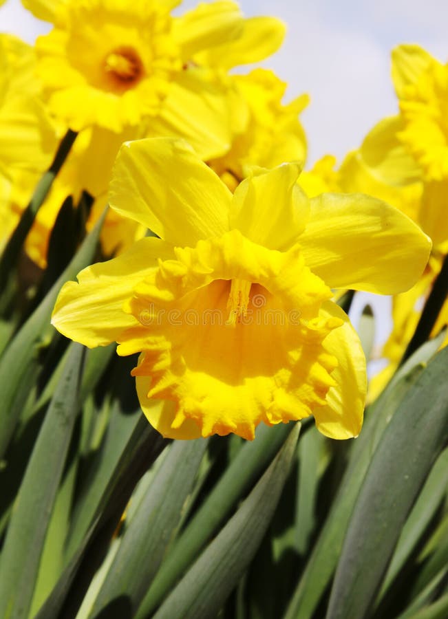 Golden daffodil stock image. Image of petal, plants, stem - 20616059