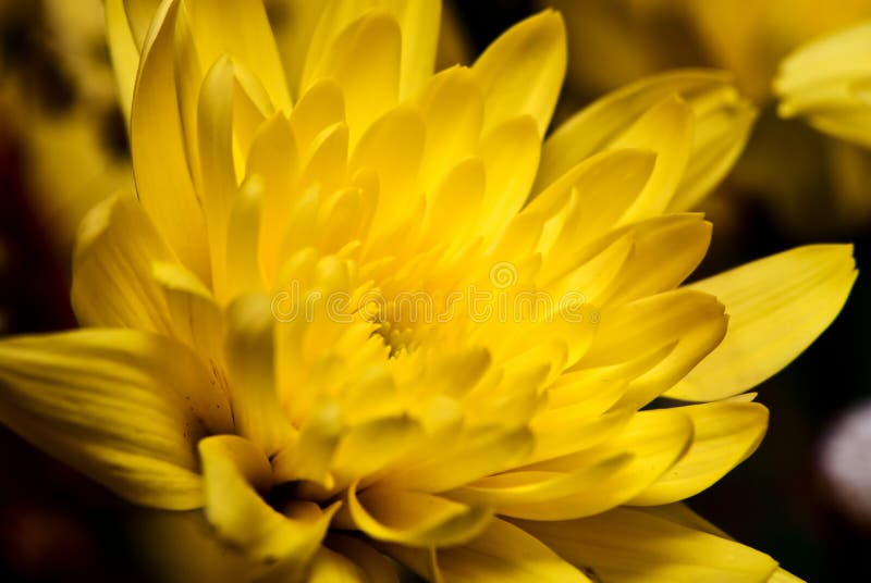 Golden Daisy stock photo. Image of blossom, blooming, garden - 5375034