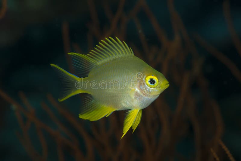 Golden Damsel Amblyglyphidodon Aureus Stock Photo - Image of pemuteran ...