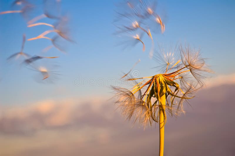 Golden dandelion stock photo. Image of cutout, botany - 22395318