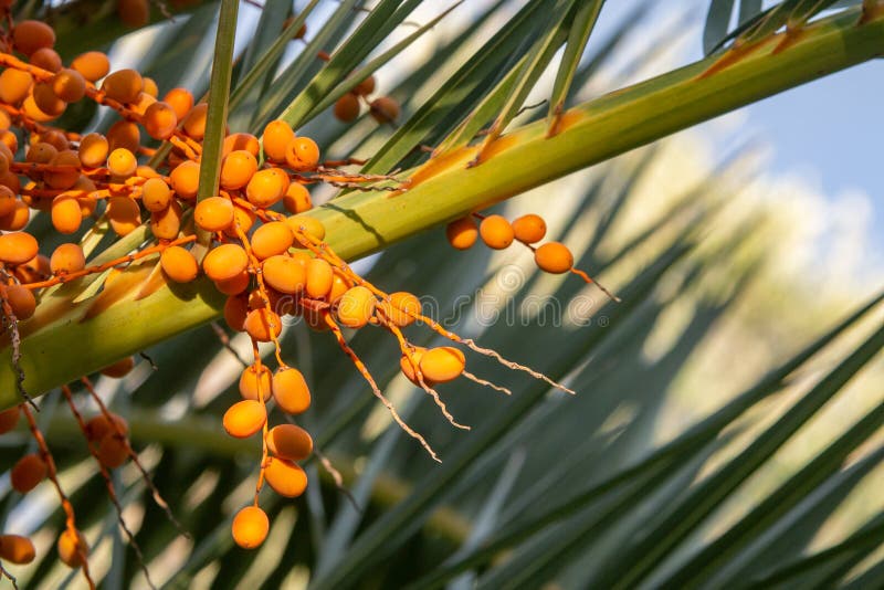 Golden Dates Ripening on a Date Palm Tree in Afternoon Light Stock ...