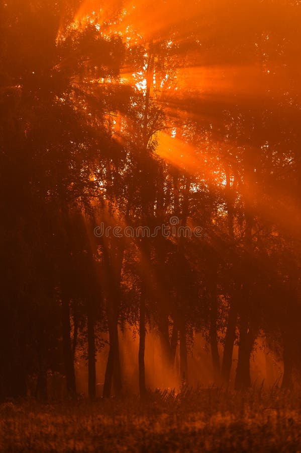 Golden Dawn Breaking through Forest Mist Stock Photo - Image of ...