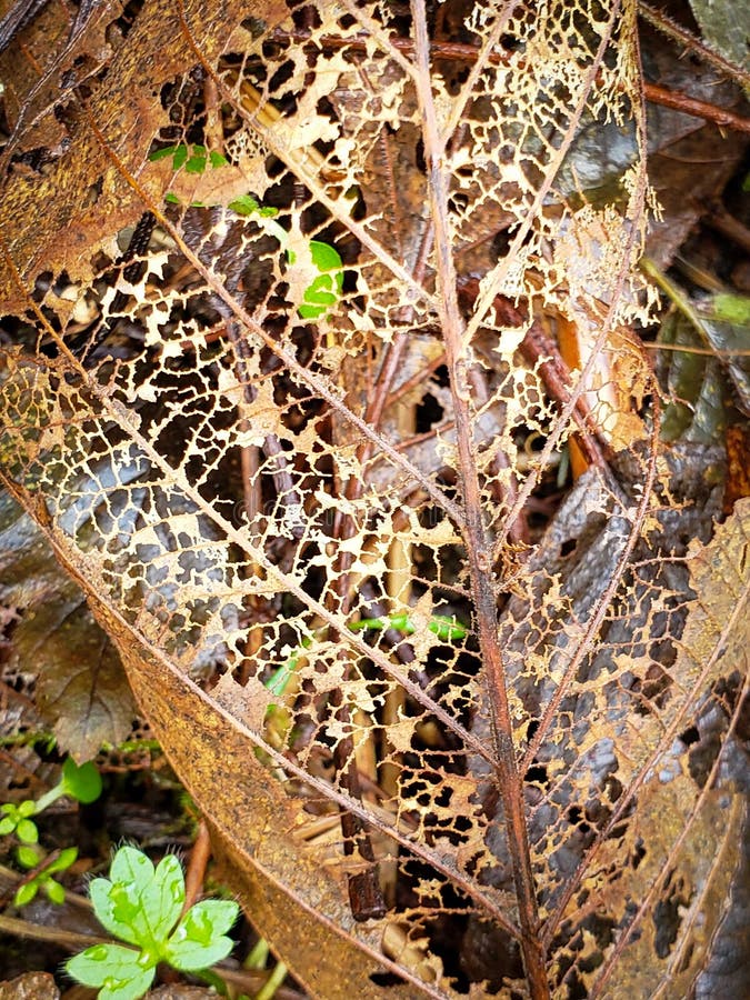 Skeleton Brown Maple Leaf Isolated on a Black Background Stock Photo ...