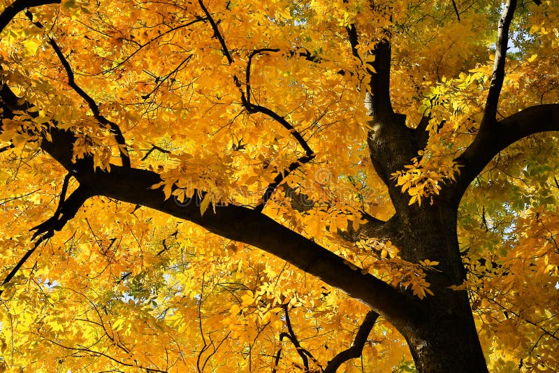 Golden Deciduous Tree stock image. Image of leaf, deciduous - 34594217