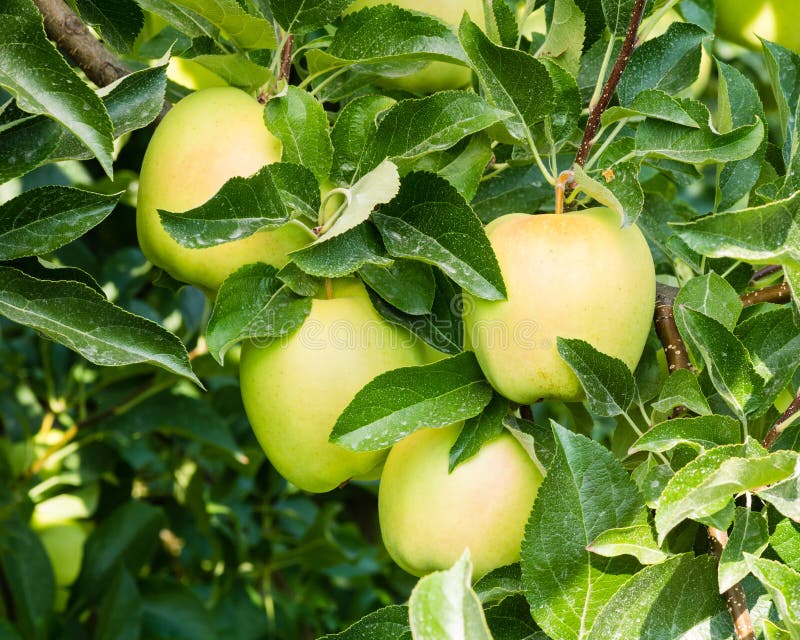 Golden- Delicious Apfel, Der am Baum Hängt Stockbild - Bild von ...