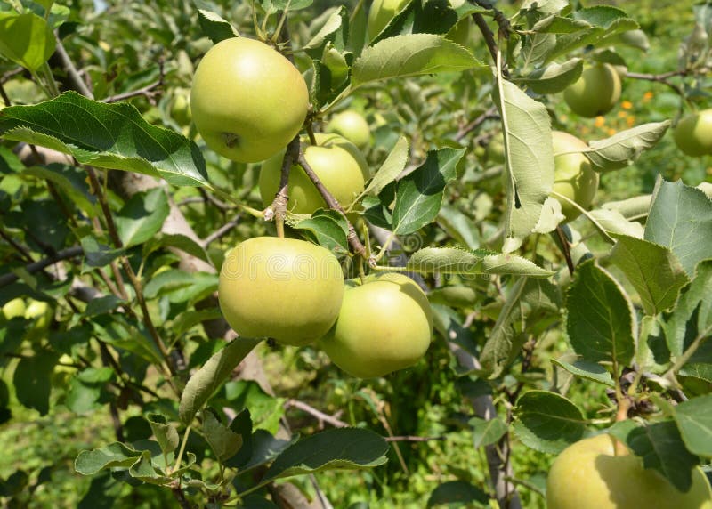 44+ Golden apple tree Free Stock Photos - StockFreeImages