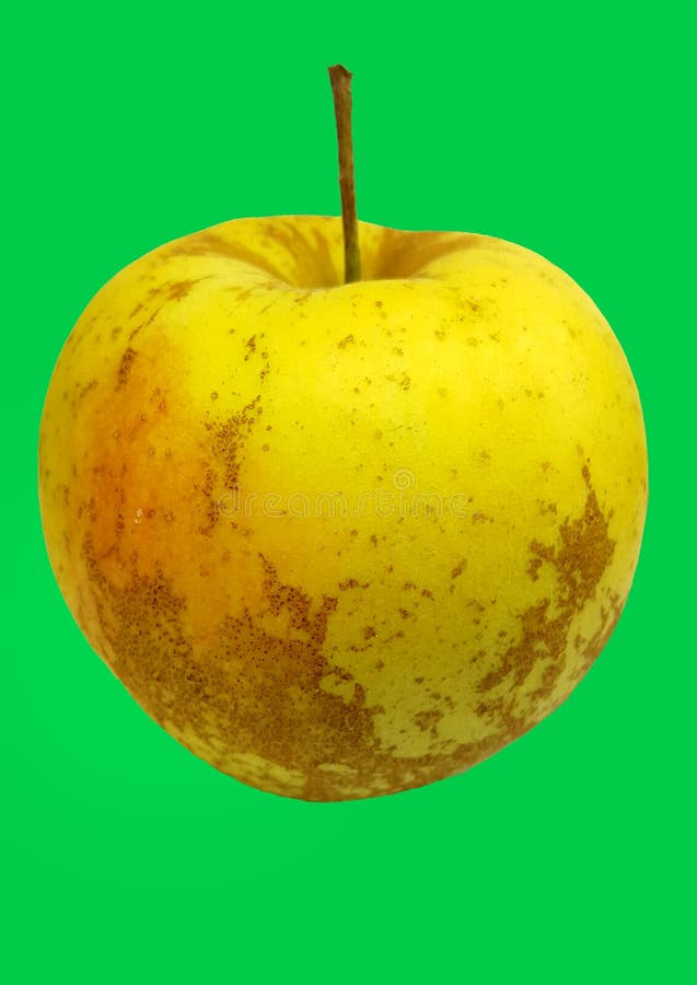 Golden Delicious Apples Isolated on Green Background Stock Photo ...