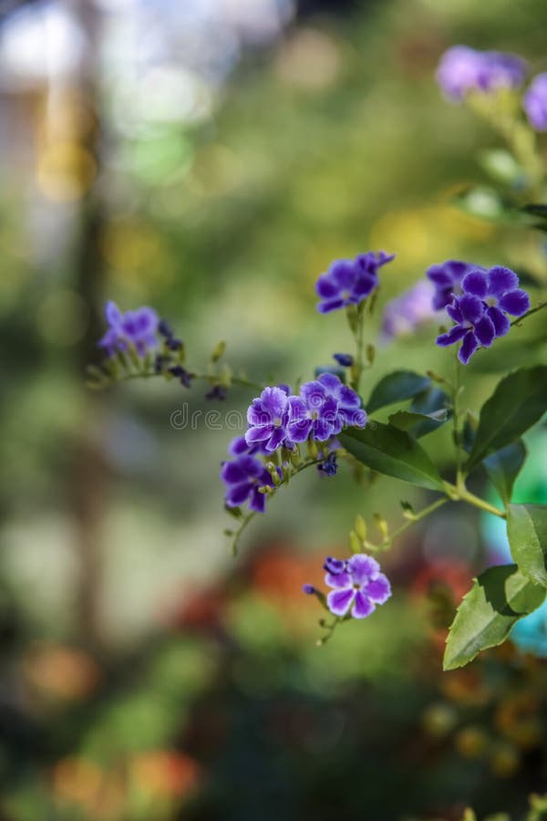 Golden Dew Drop blooms stock image. Image of multiple - 259634365