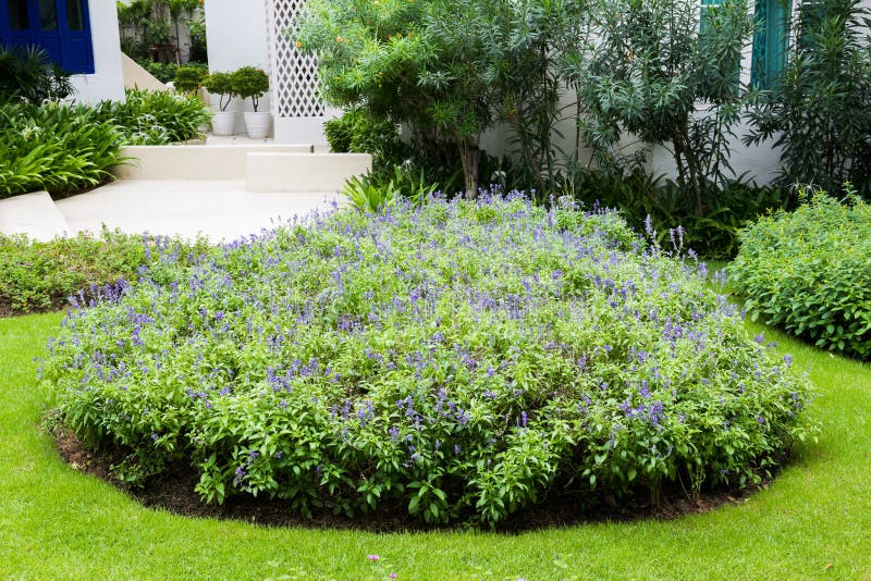 Golden Dew-Drop flower stock photo. Image of blossom - 33102118