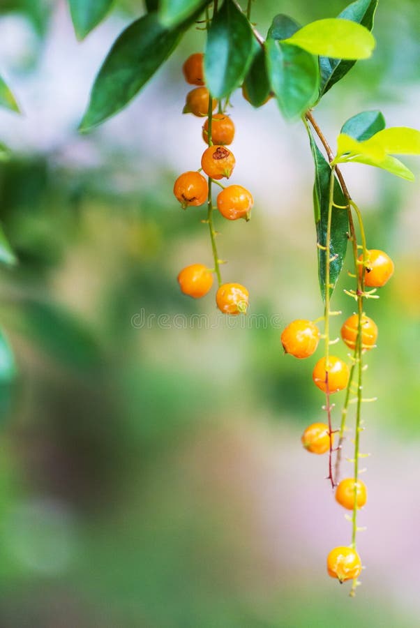 Golden Dewdrop, Duranta Erecta . Stock Image - Image of dewdrop, purple ...
