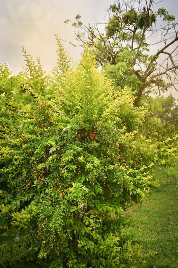 Golden Dewdrop flower stock image. Image of color, beauty - 34157723