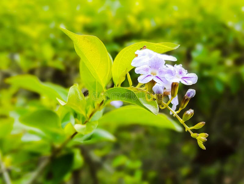 Golden dewdrop flower stock photo. Image of nature, shoots - 88378378