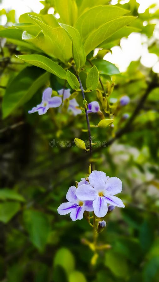Golden dewdrop flower stock photo. Image of nature, shoots - 88378378