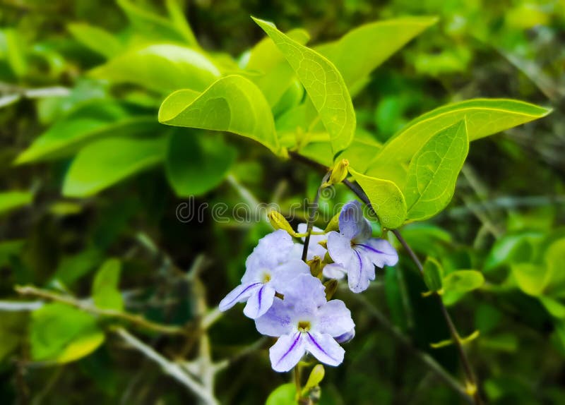 Golden dewdrop flower stock photo. Image of nature, shoots - 88378378