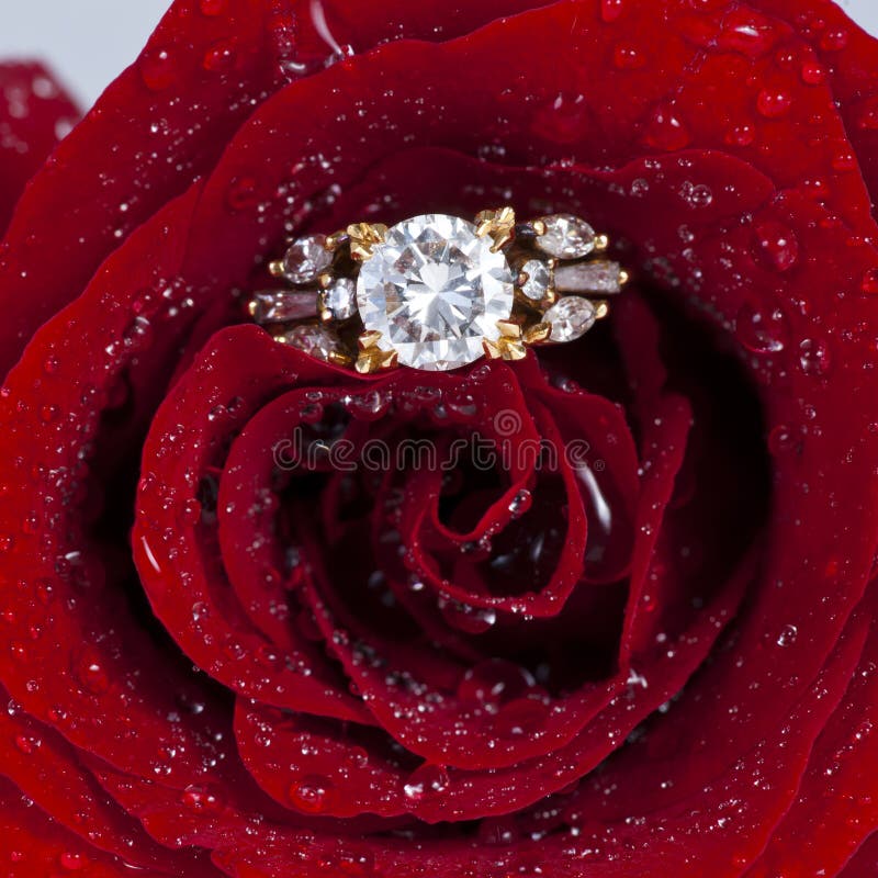 Engagement Ring in Red Rose Stock Photo - Image of jewelry, engagement ...