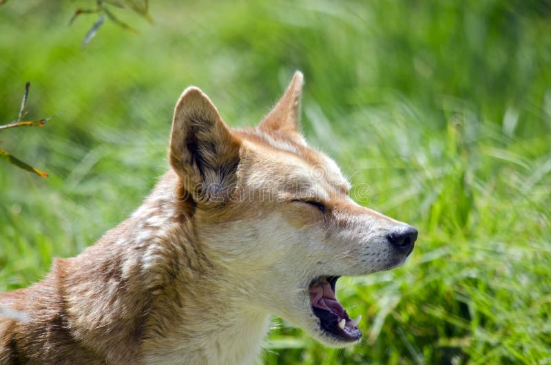 Golden dingo stock image. Image of mouth, vicious, australia - 100190901
