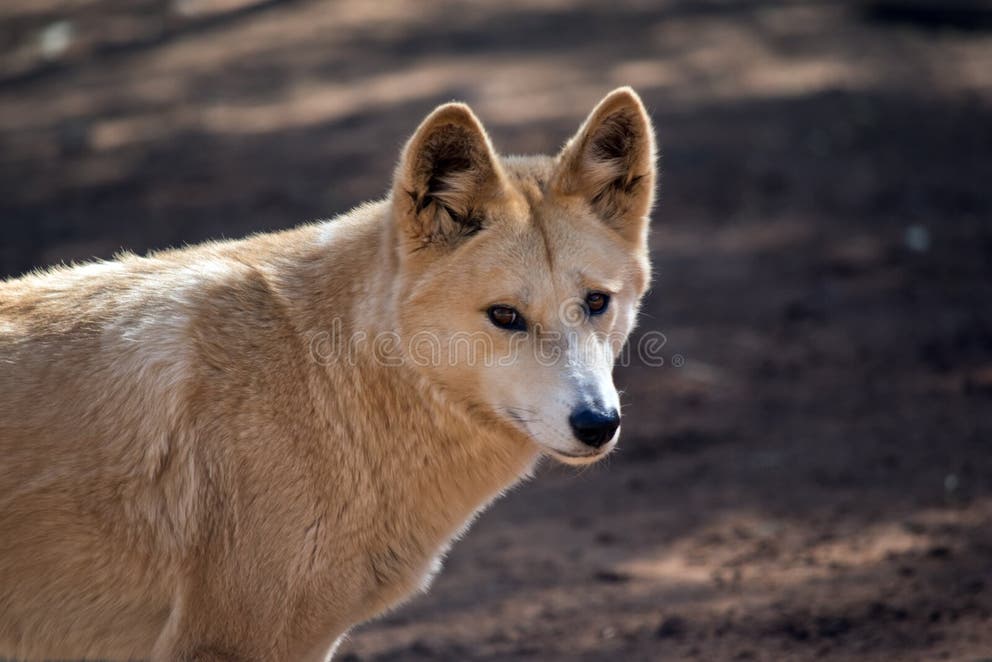 A golden dingo stock photo. Image of brown, nose, wild - 125380298