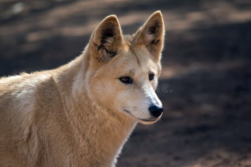 A golden dingo stock image. Image of nose, golden, hollow - 125698257