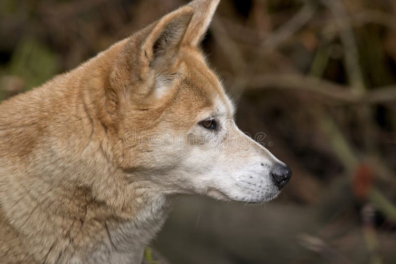 Close Up with Dog Dingo - Animal at Zoo Stock Photo - Image of look ...
