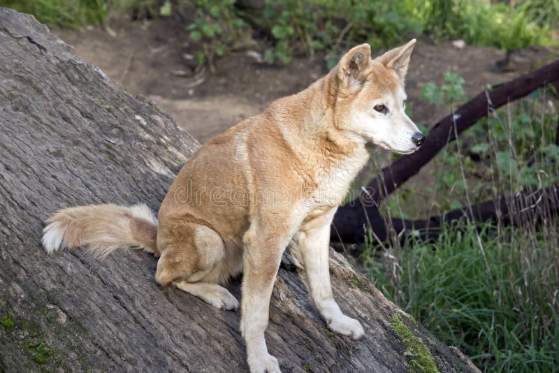113 Dingo Sitting Stock Photos - Free & Royalty-Free Stock Photos from ...