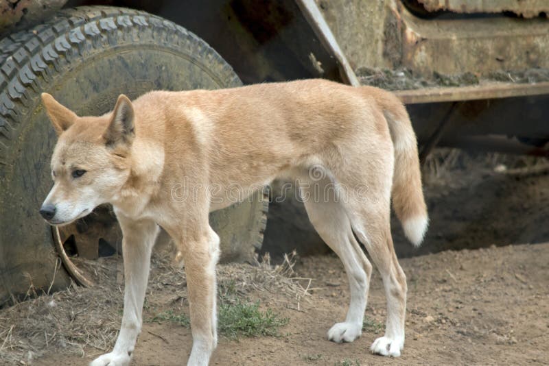 This is a Side View of a Golden Dingo Stock Photo - Image of mammal ...