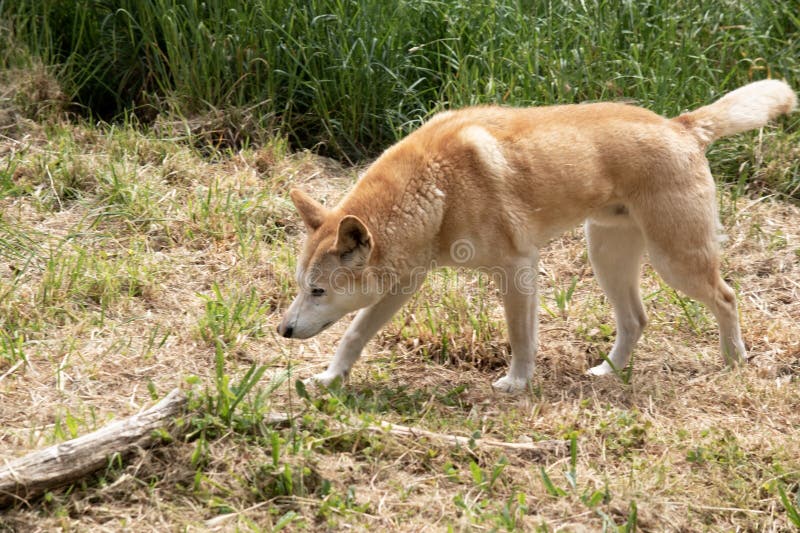 The Golden Dingo is Looking for Food Stock Photo - Image of ginger ...