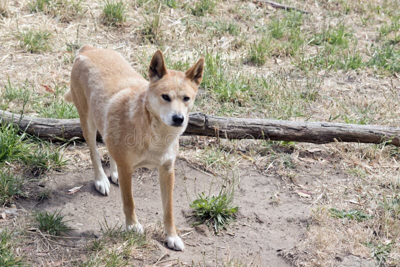 The Golden Dingo is Ready To Pounce on Its Prey Stock Photo - Image of ...